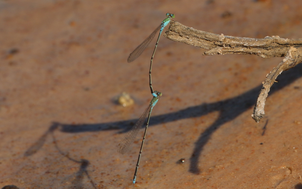 Blue-green Sprite from Sikonge, Tanzania on November 11, 2021 at 03:56 ...