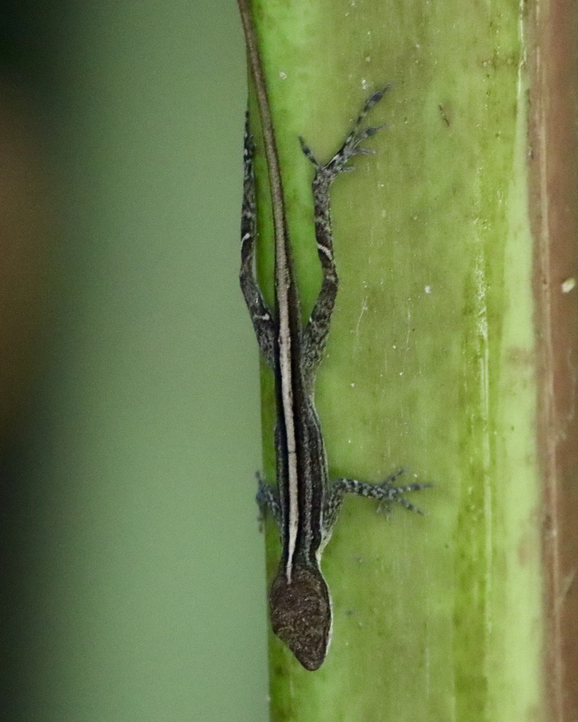 Border Anole from Casitas Tenorio B&B on December 5, 2021 at 04:17 PM ...
