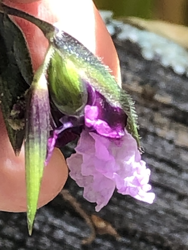 alligator flag from Naples, FL, US on December 04, 2021 at 11:30 AM by ...
