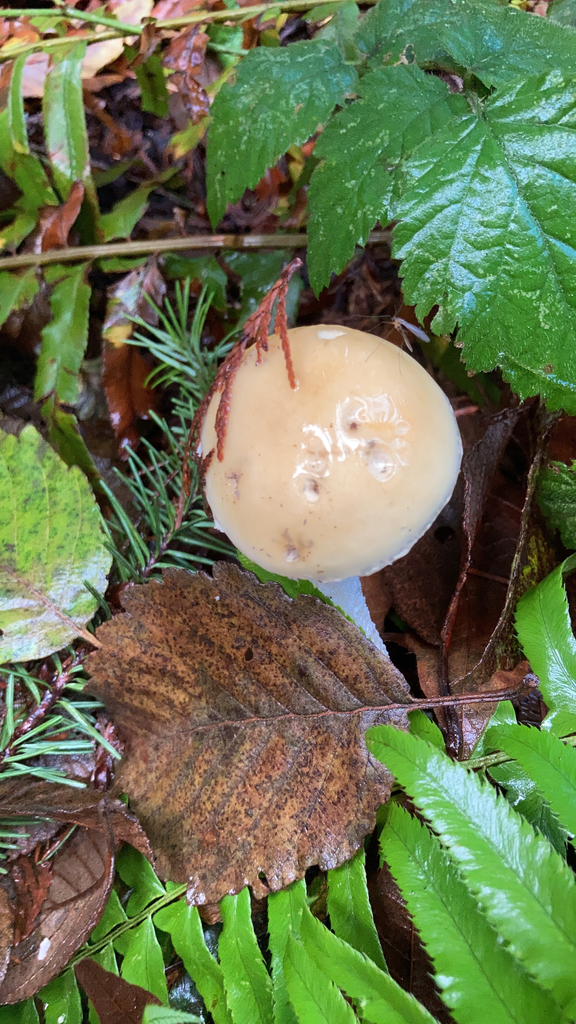 Questionable Stropharia from Olympia on December 05, 2021 at 01:04 PM ...