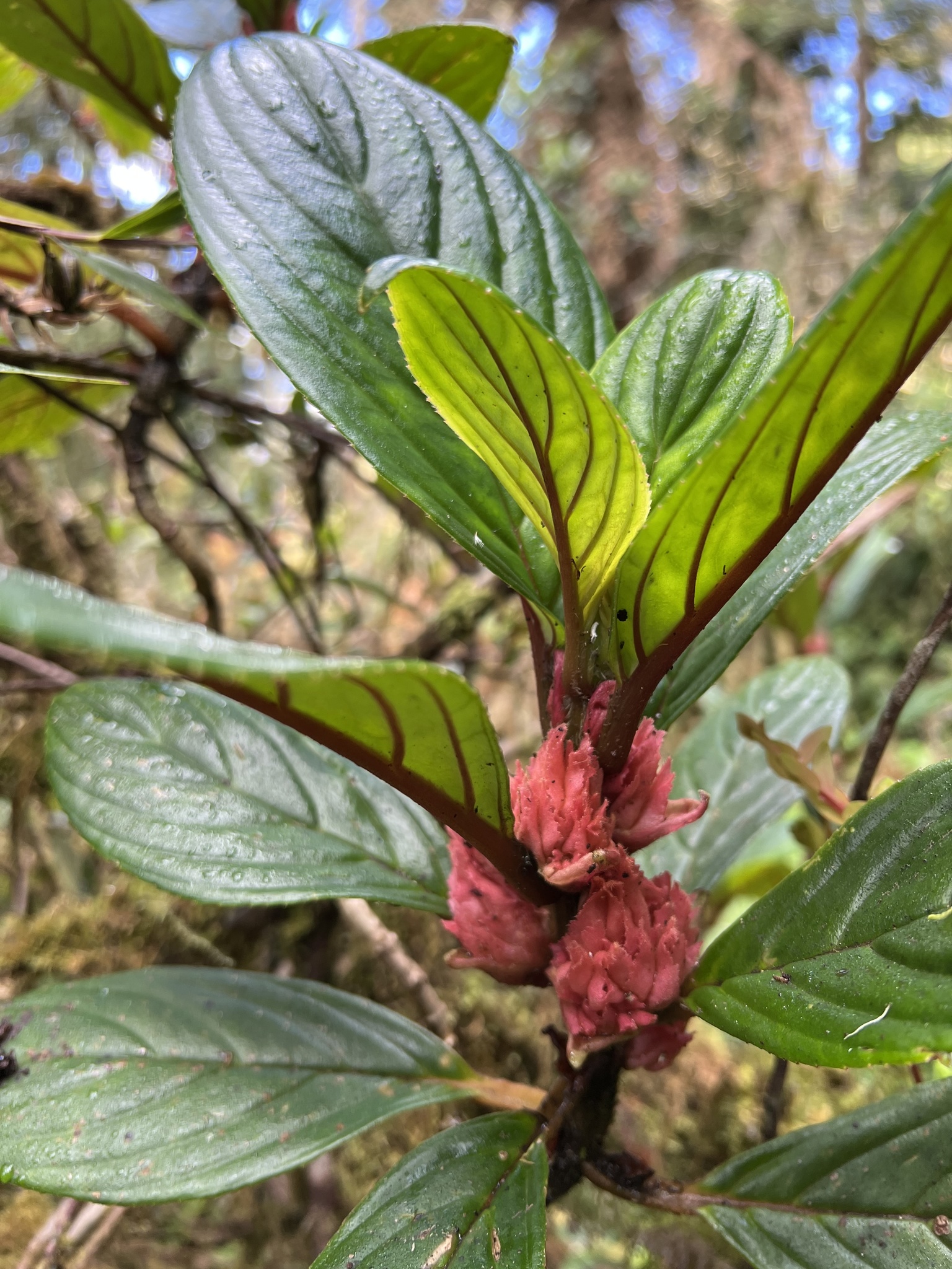 Glossoloma ichthyoderma (Hanst.) J.L.Clark