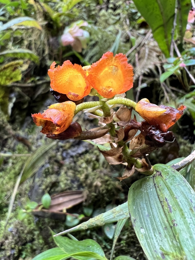 Elleanthus aurantiacus from Facatativá, Cundinamarca, CO on December 5 ...