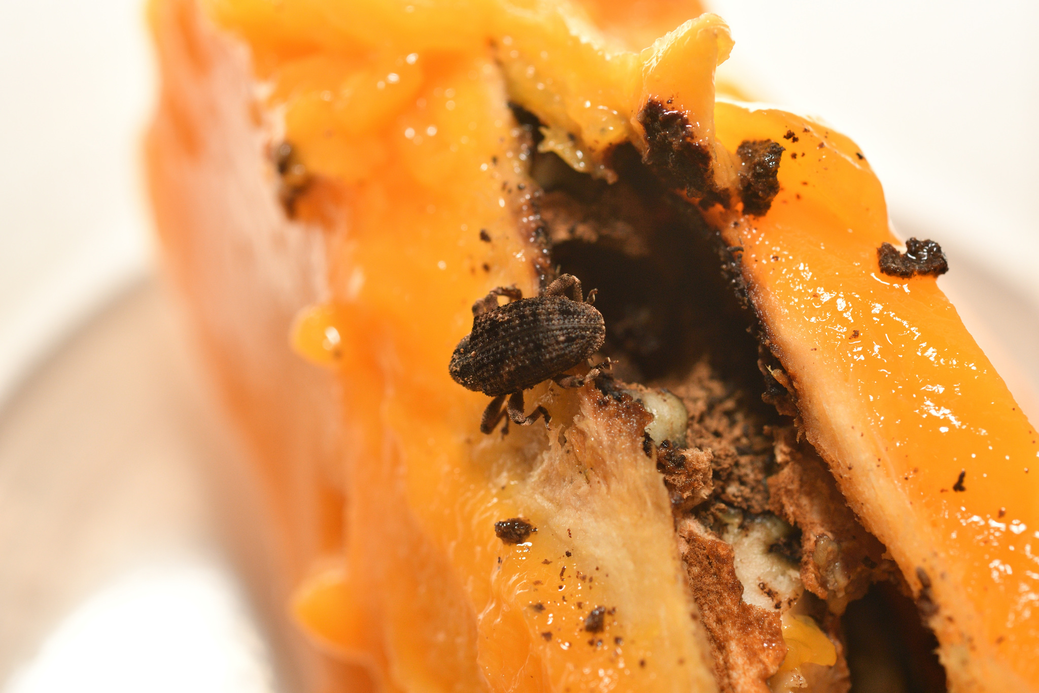 Sternochetus mangiferae (J.C.Fabricius, 1775)