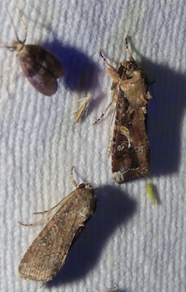 Fall Armyworm Moth from Boone County, MO, USA on August 31, 2021 at 05: ...