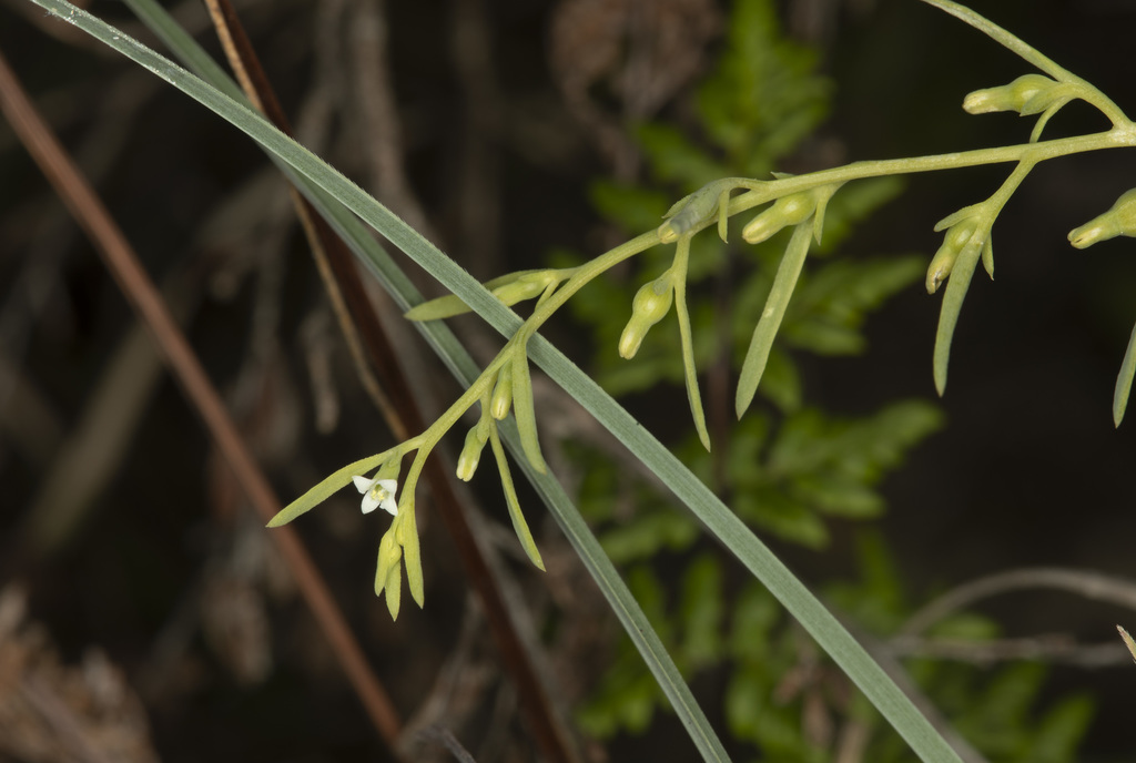 austral toadflax in December 2021 by quinkin · iNaturalist