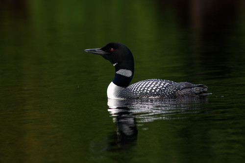Common Loon (Birds of Rosewood Nature Study Area) · iNaturalist