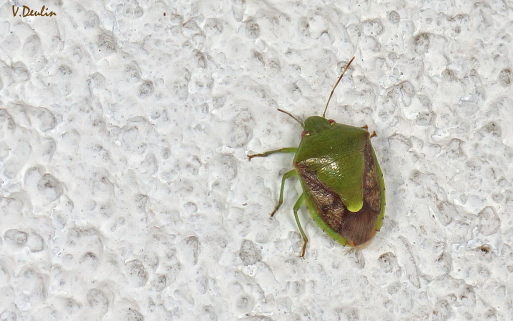 Plautia crossota from Унаватуна, Шри-Ланка on March 18, 2020 at 09:55 ...