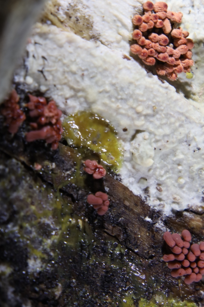 Arcyria from Arthur's Pass, New Zealand on December 02, 2021 at 12:01 ...