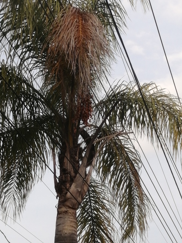 Queen palm from Sta Rita, 45127 Zapopan, Jal., México on December 05 ...