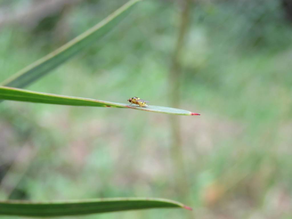 Thaumatomyia in December 2021 by Josh Magro · iNaturalist