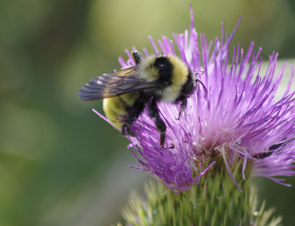 Golden Northern Bumble Bee from Bucks County, PA, USA on July 31, 2021 ...