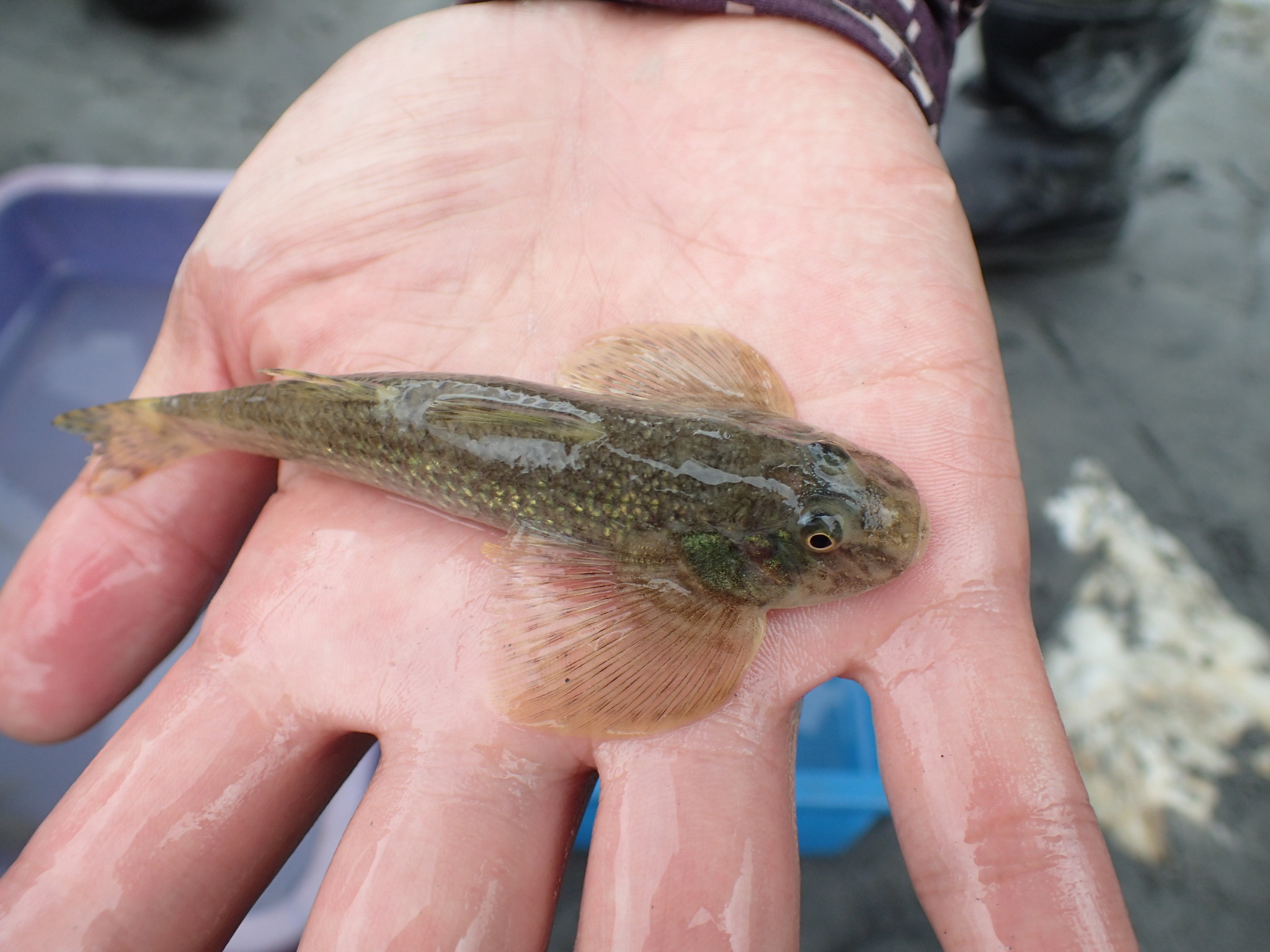 Rhyacichthys aspro (Valenciennes, 1837)