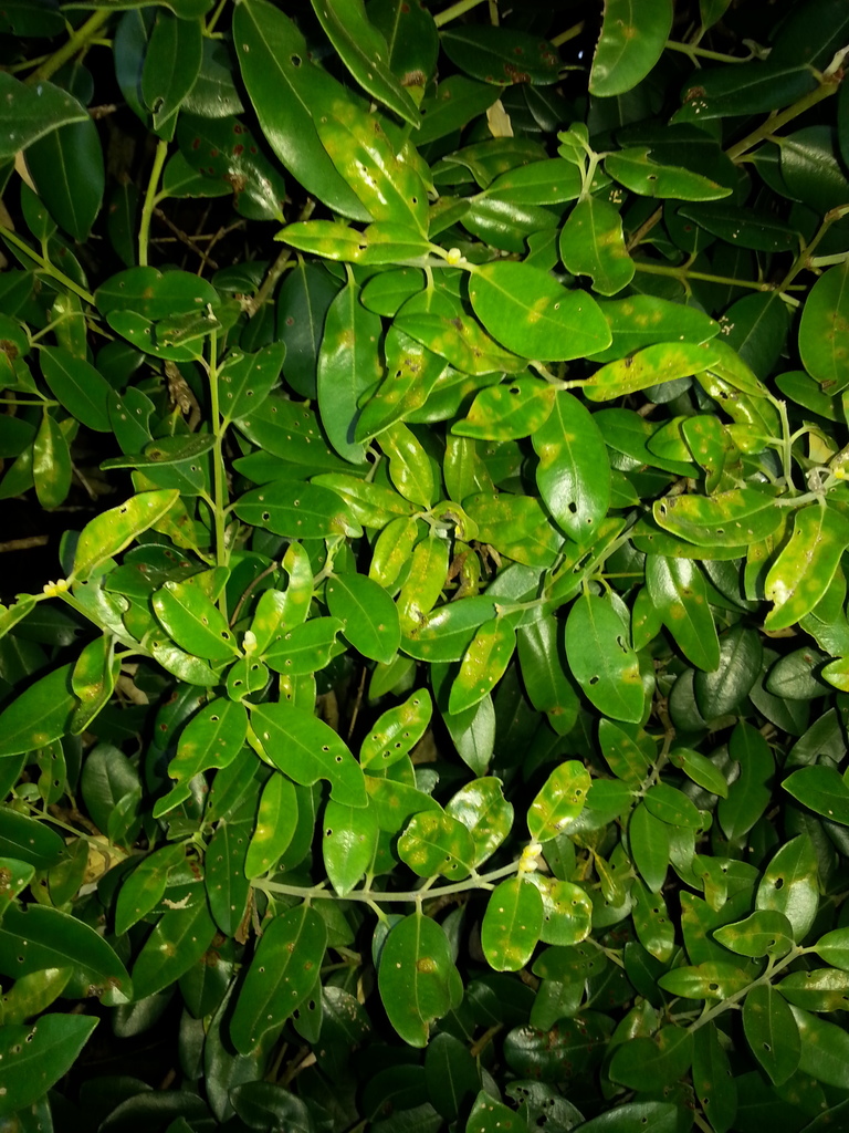 Myrtle Rust from North Shore, Hauraki, Auckland, New Zealand on ...