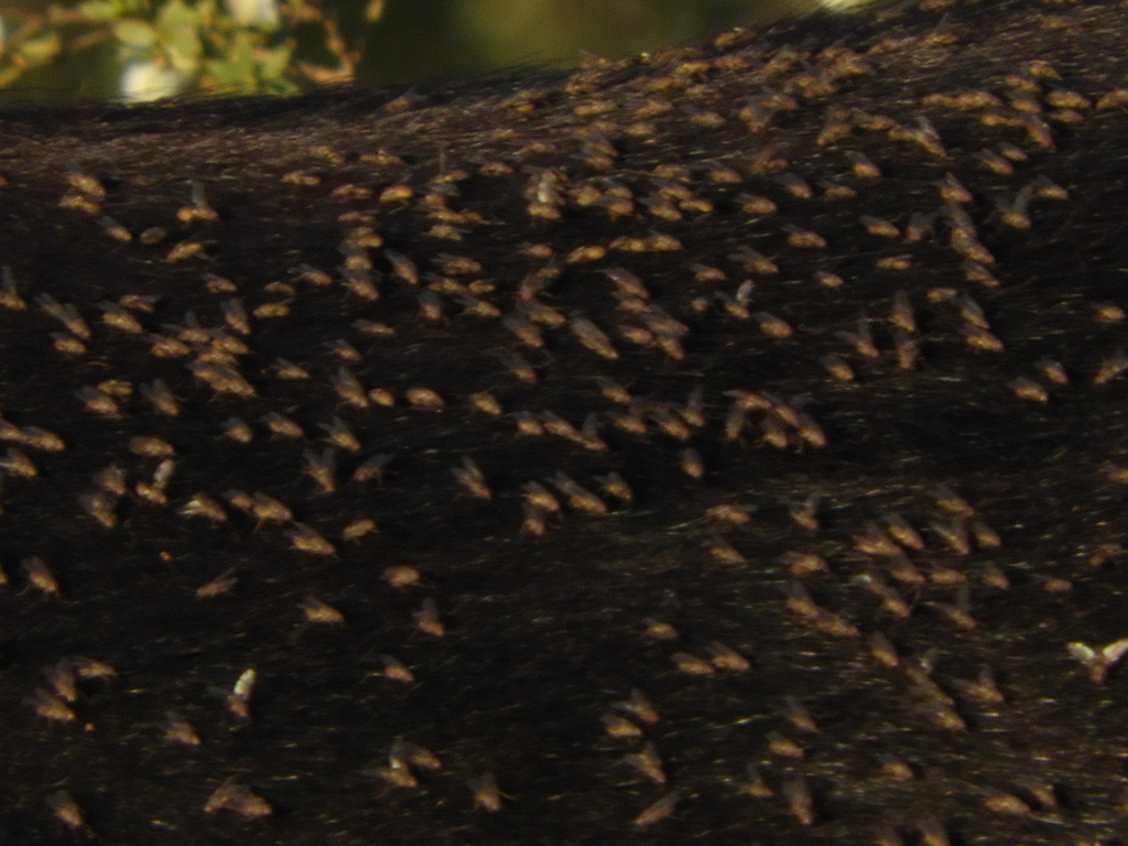 Haematobia irritans from Gral. Acha, La Pampa, Argentina on December 04 ...