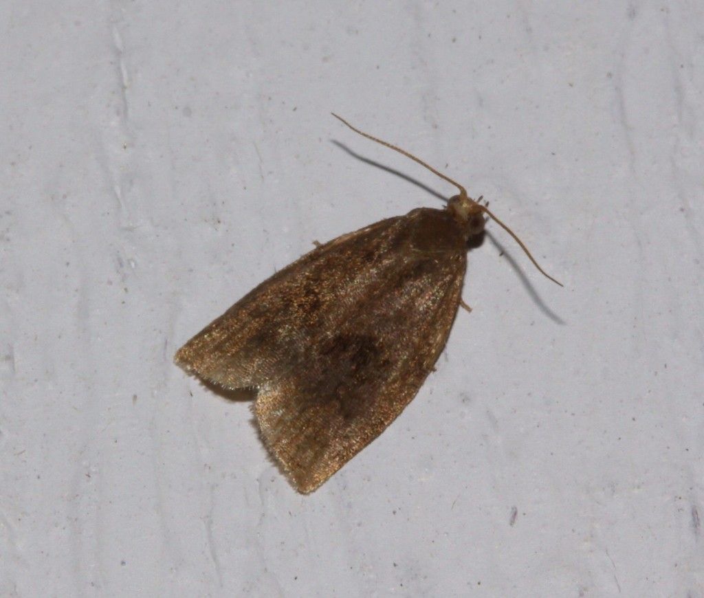 Rose Tortrix Moth from Québec, Canada on August 15, 2021 at 10:14 PM by ...