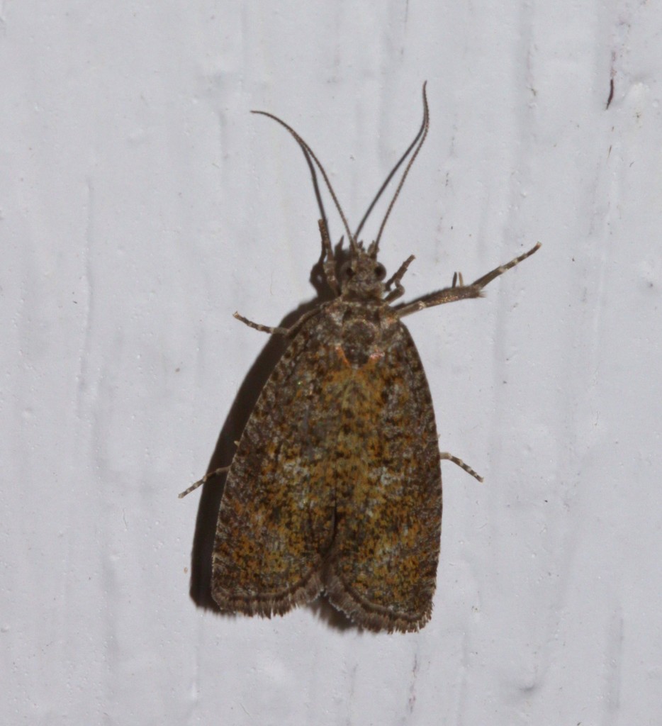Tortricid Leafroller Moths from Québec, Canada on August 16, 2021 at 01 ...