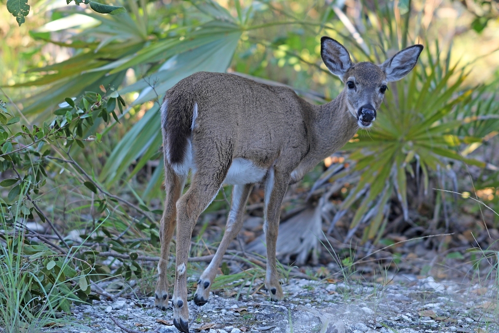 Key Deer (Odocoileus virginianus clavium) - Know Your Mammals