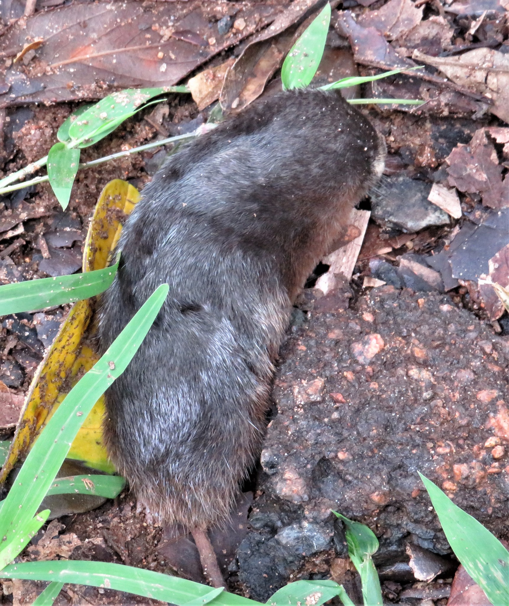 Amblysomus hottentotus (A.Smith, 1829)