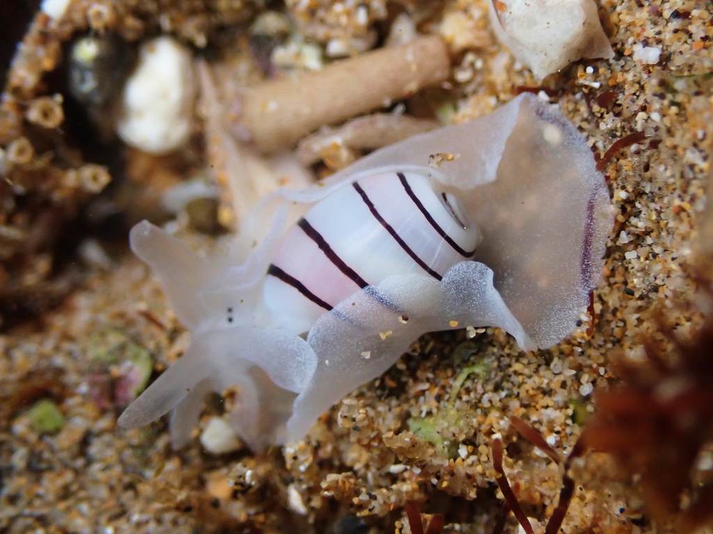 Pink Bubble Snail from Wailea, Wailea-Makena, HI 96753, USA on November ...