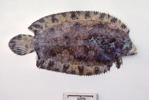 Tongue Flatfish (Plagiopsetta glossa) · iNaturalist