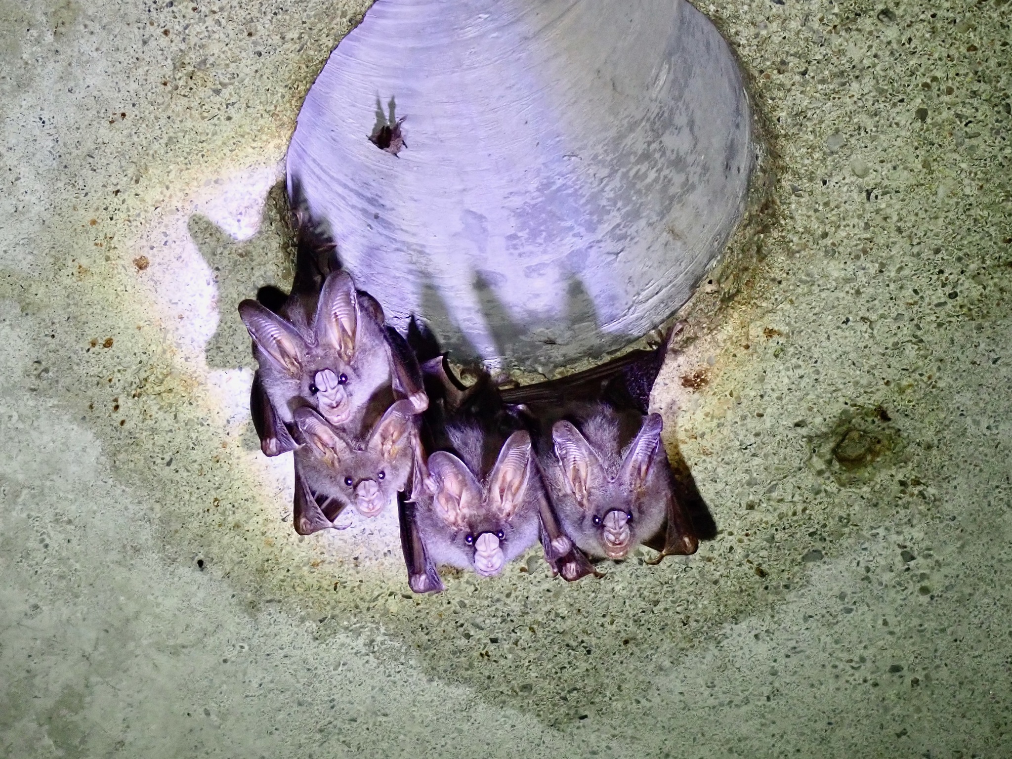 Megaderma spasma (Linnaeus, 1758)