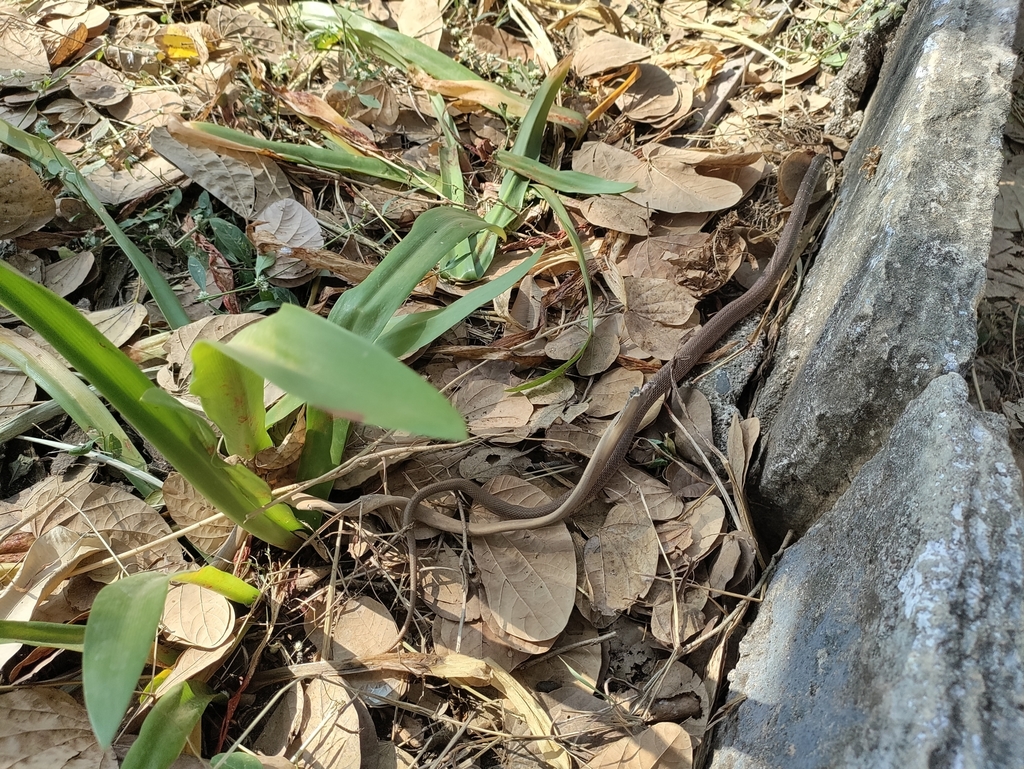 Banded Racer from 6VPM+5W9, Rajkot, Gujarat 360020, India on December ...