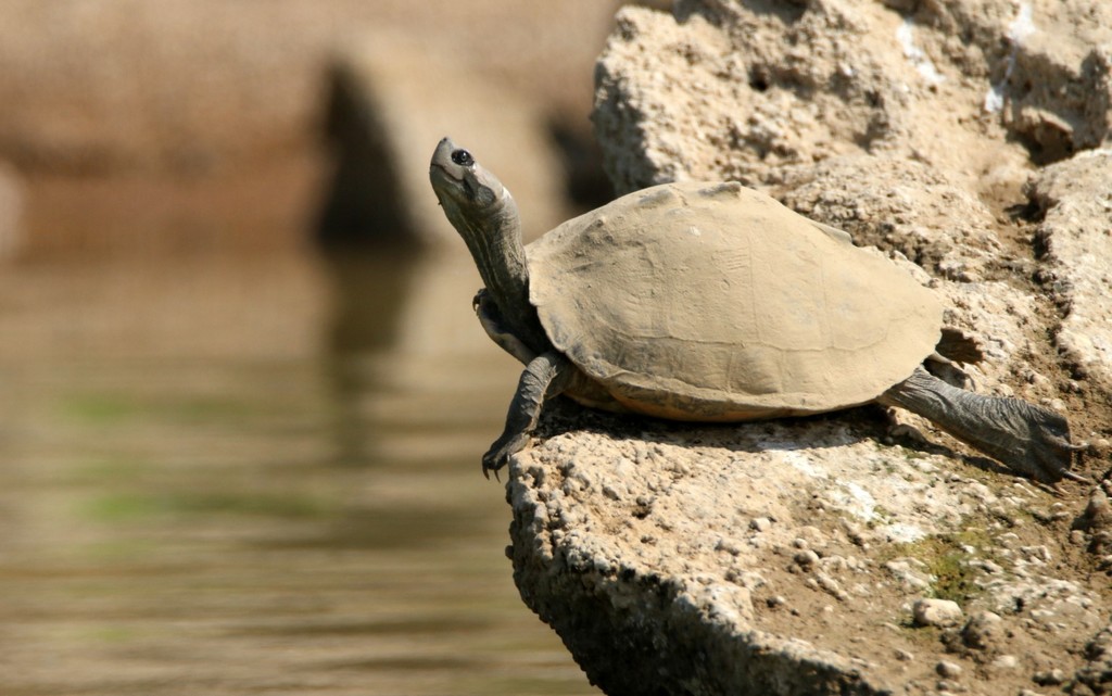 Indian Tent Turtle from Dhaulpur, Rajasthan, India on February 23, 2021 ...