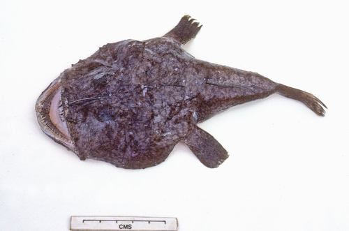 Genus Lophiomus · iNaturalist