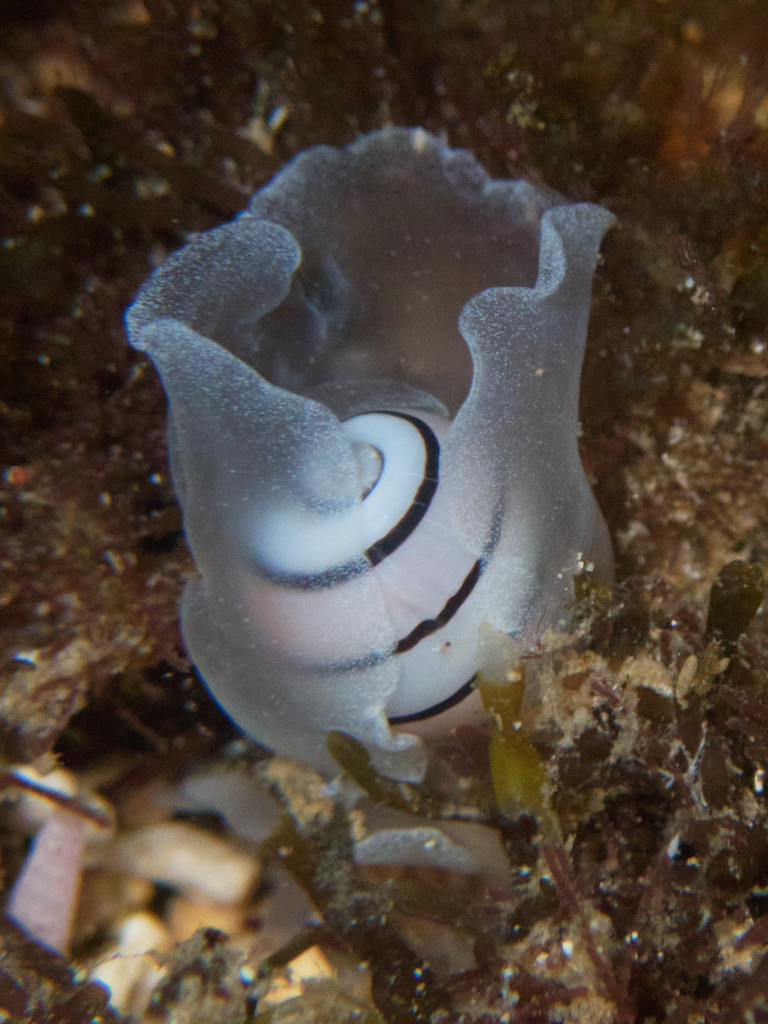 Pink Bubble Snail from Mama's Fish House Beach, Maui, HI, USA on ...