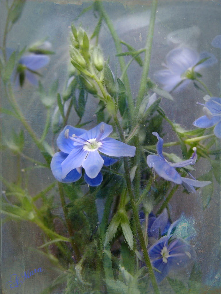 Heath Speedwell (veronica virginia) · iNaturalist