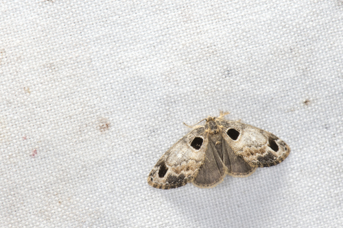 Medama diplaga · iNaturalist