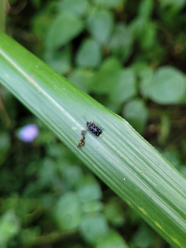 Observations by amox · iNaturalist