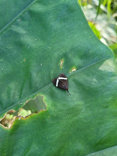 Observations by amox · iNaturalist