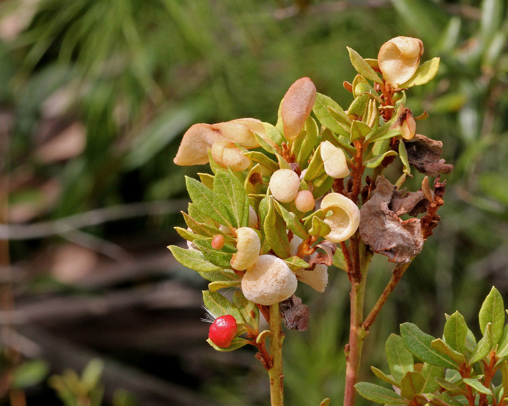 Crooked-wood, Dragon-wood, Rusty Staggerbush (GTM Research Reserve ...