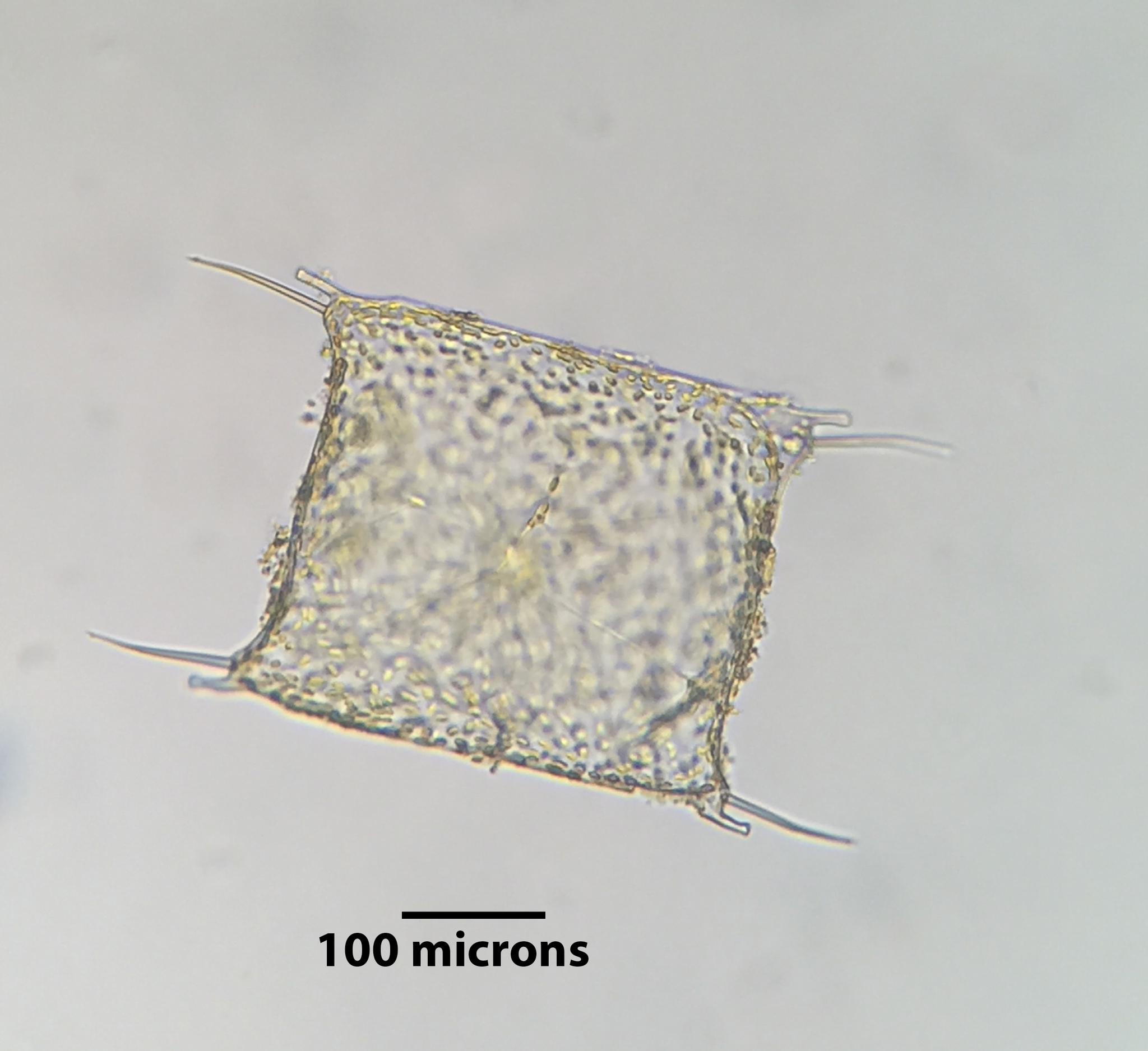 Biddulphia S.F.Gray, 1821