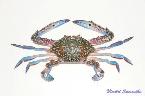 Portunus reticulatus · iNaturalist United Kingdom