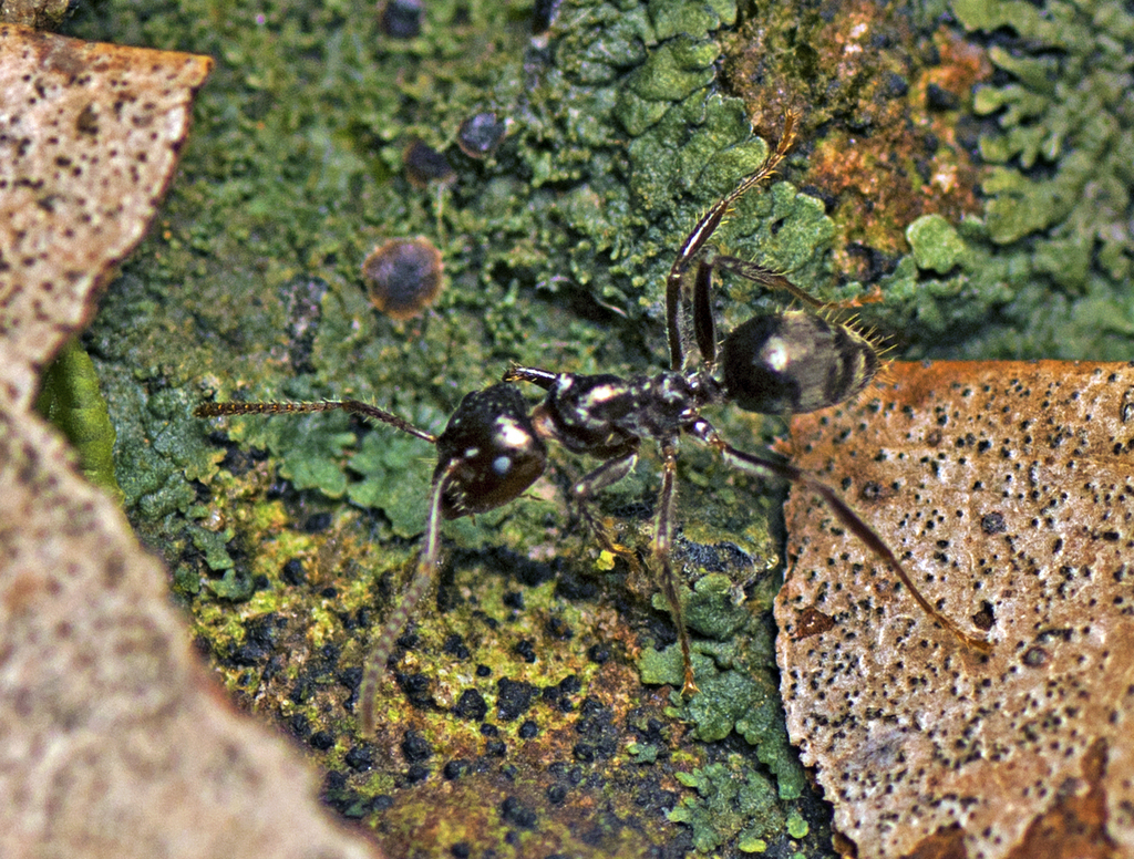 Notoncus capitatus from 328 Sir Samuel Griffith Dr, Mount Coot-Tha QLD ...