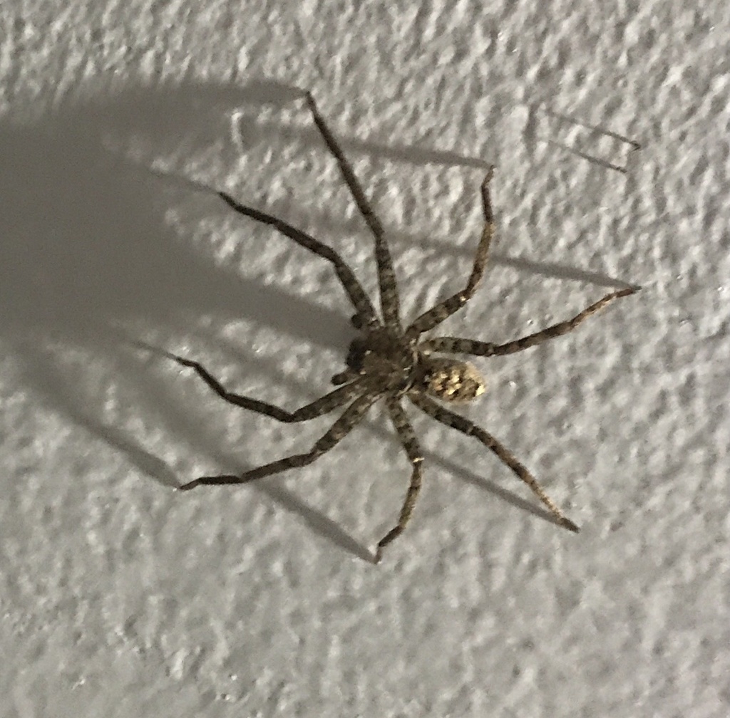 Pantropical Huntsman Spider from Caroline Street, The Range, QLD, AU on ...