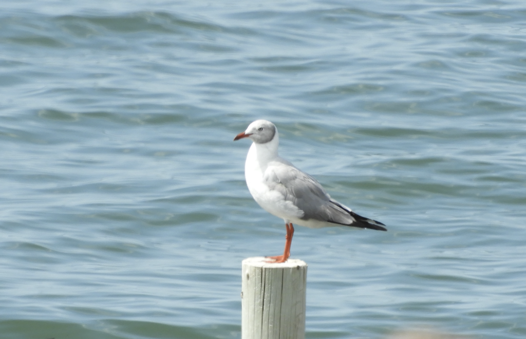 Grey-hooded Gull from Mar Chiquita, Córdoba, Argentina on December 5 ...