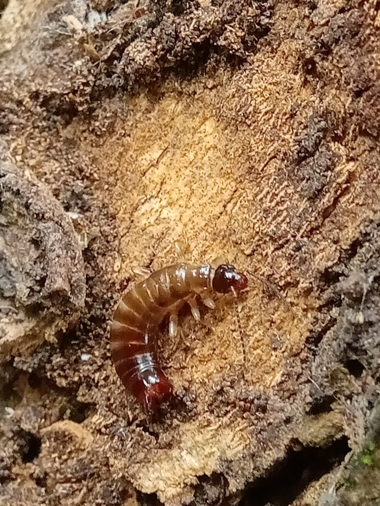 Ring-legged Earwig in December 2021 by Anima Motrix · iNaturalist