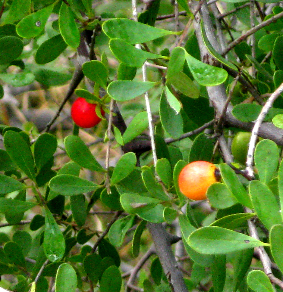 Bluebush from Little Vumbura, Okavango Delta, Botswana on March 11 ...