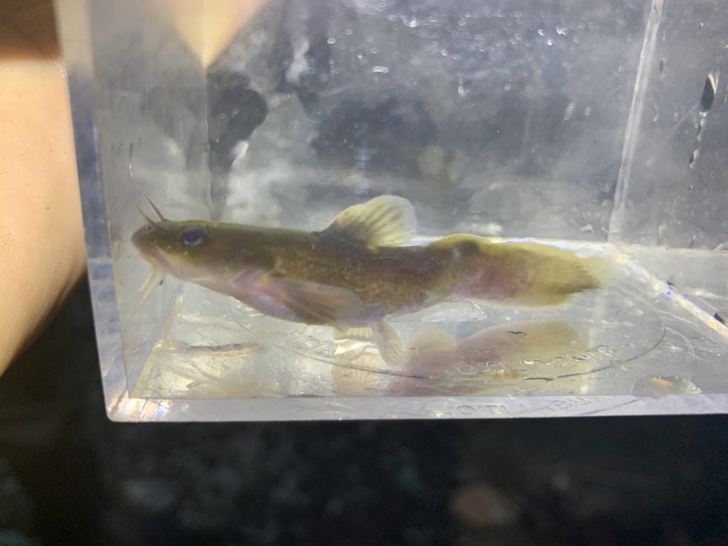 Stonecat from Little Miami River, Cincinnati, OH, US on December 05 ...