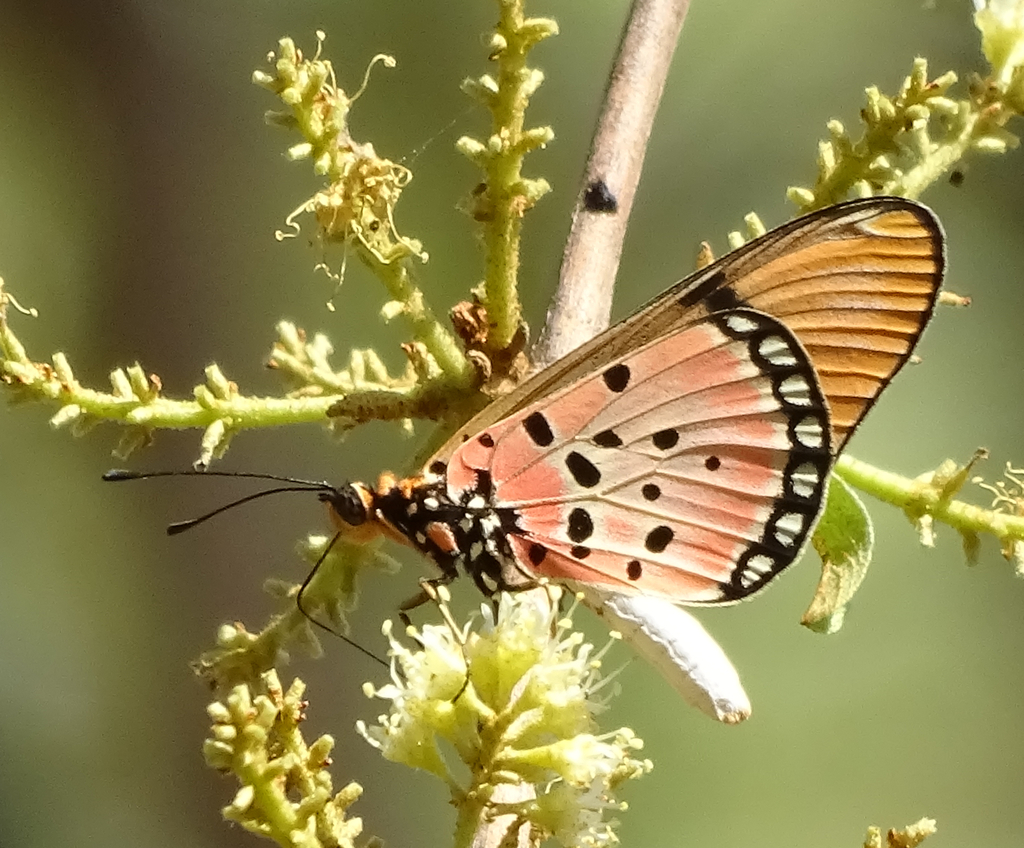 Little Acraea from Zambezi State Forest, Zambezi Region, Namibia on ...
