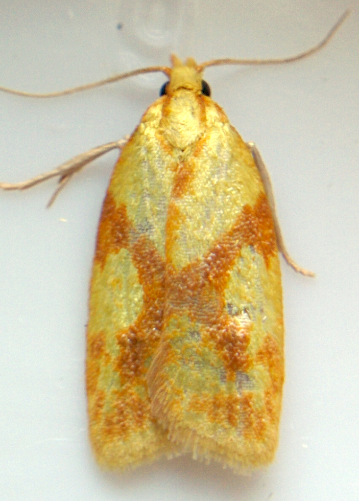 Sparganothis Fruitworm Moth (Casa Tortuga) · iNaturalist