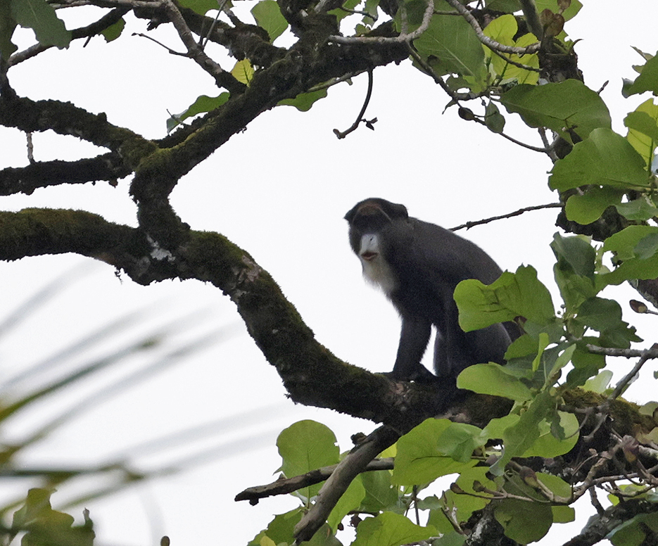 De Brazza's Monkey from Bundibugyo, Uganda on October 11, 2021 at 06:13 ...