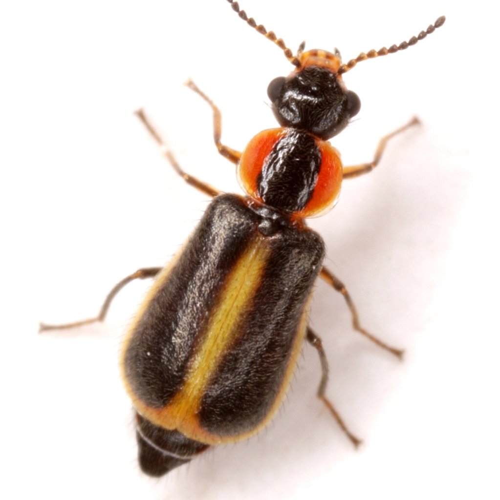 Attalus (SBBG Lompoc SWP Floral Visitor Guide ) · iNaturalist