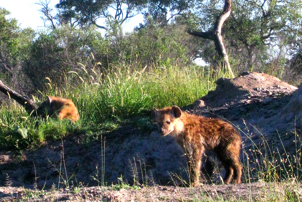 Spotted Hyena from Selinda Reserve, Okavango Delta, Botswana on March ...
