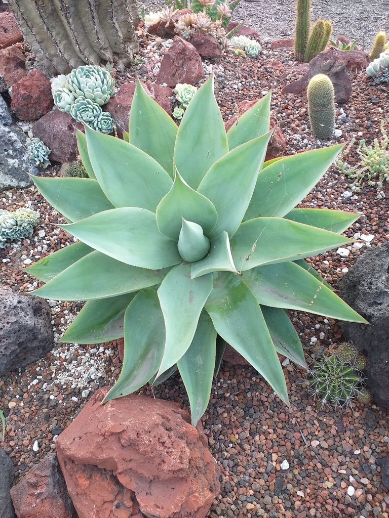 Mitis Century Plant from Parque Ecológico de Xochimilco on November 28 ...