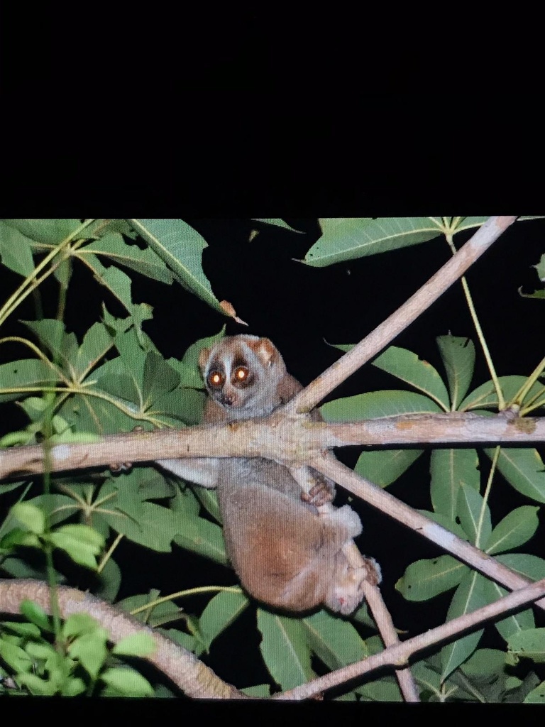 Slow Lorises in December 2021 by Tomáš Hovorka · iNaturalist