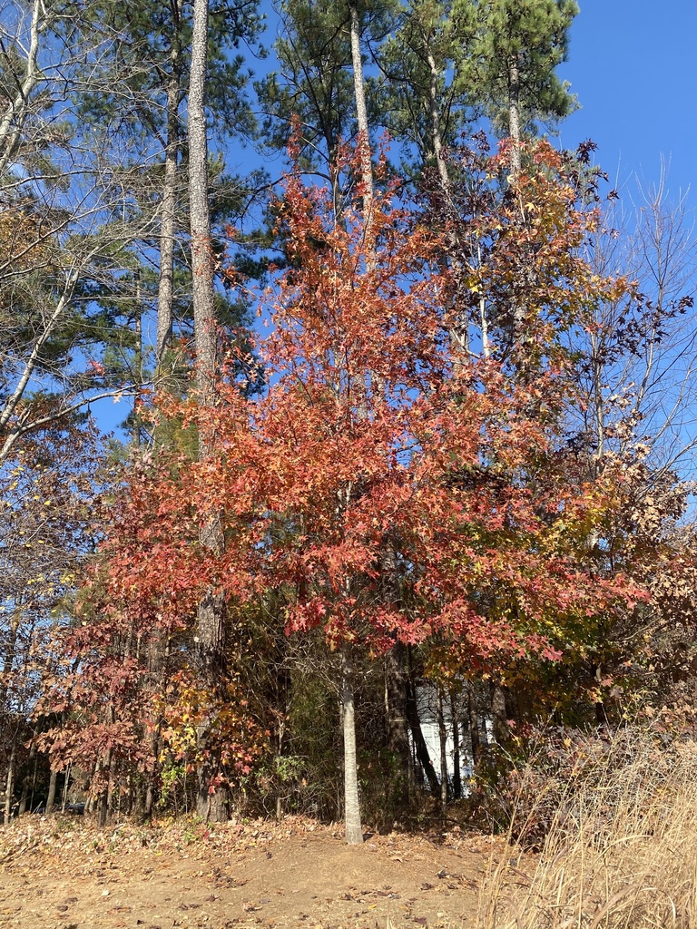 scarlet oak from Lafayette Village, Raleigh, NC, US on December 06 ...